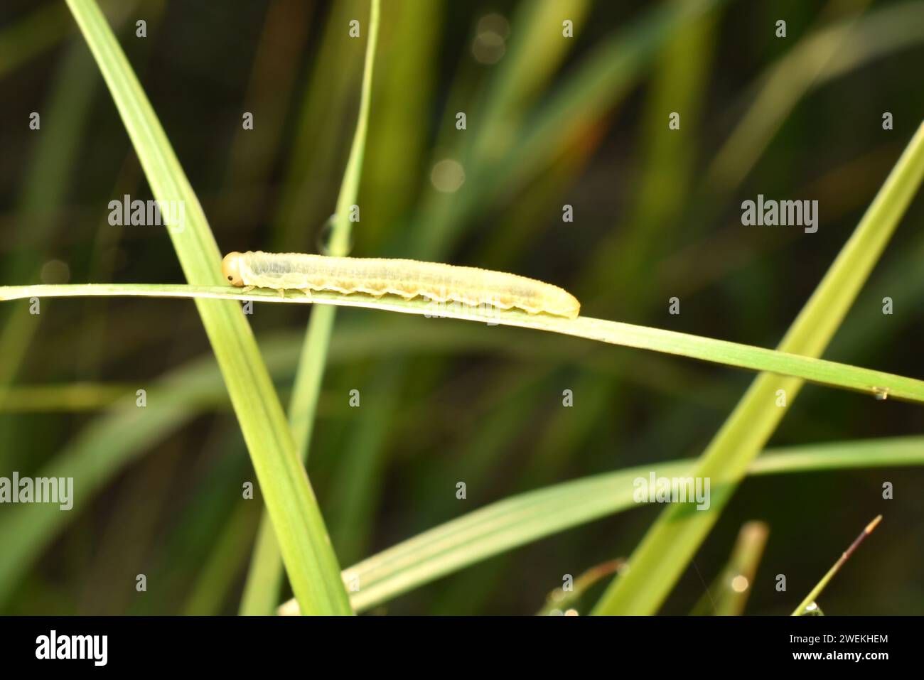 Sawfly insect larva, family of sessile-bellied Hymenoptera from the ...