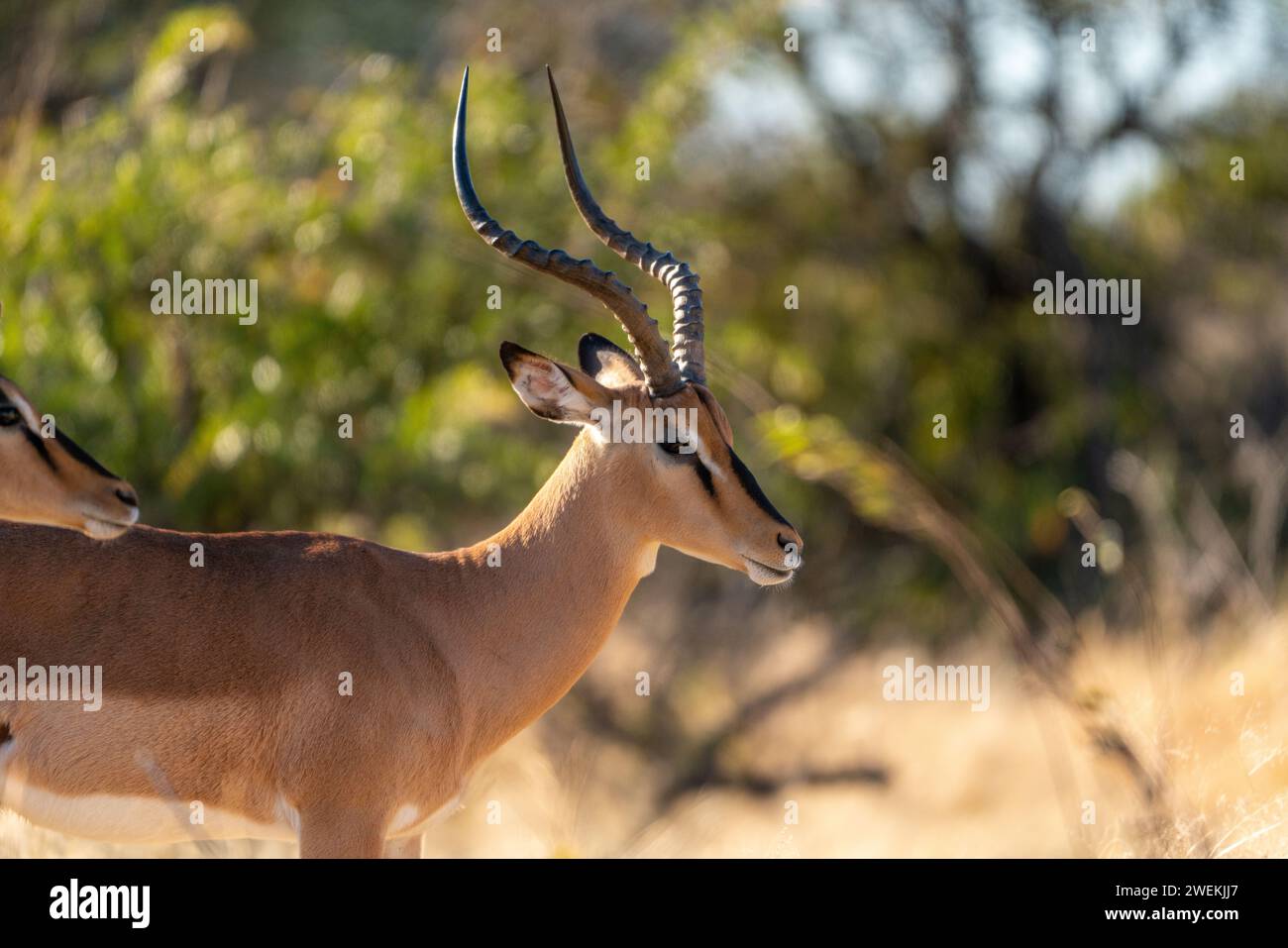 Black-nosed impala in the African savanna in Namibia, Africa Stock ...