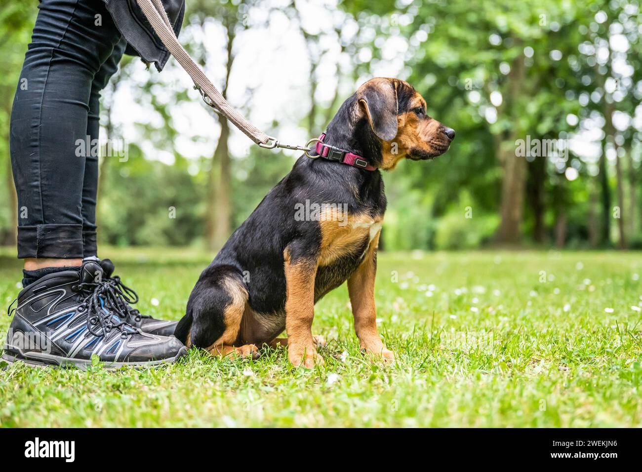 Rottweiler Labrador Mix puppy baby guard dog relaxing outdoors Mixed ...