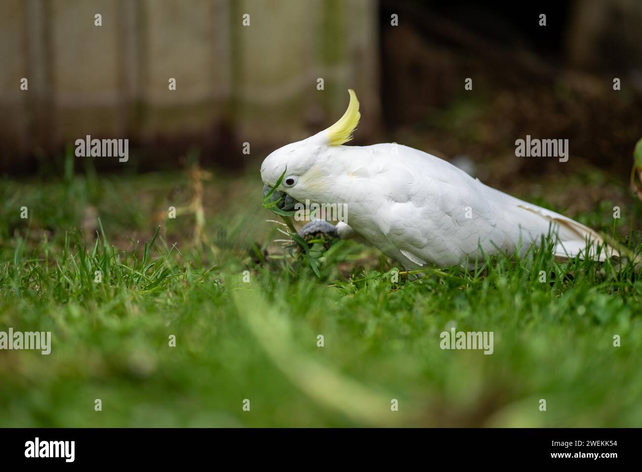 Australian native animals in the australian outback hi-res stock ...