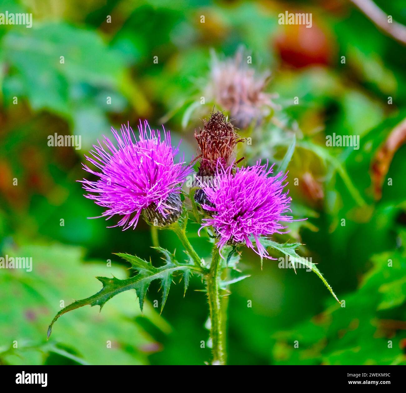 Lush garden setting hi-res stock photography and images - Alamy