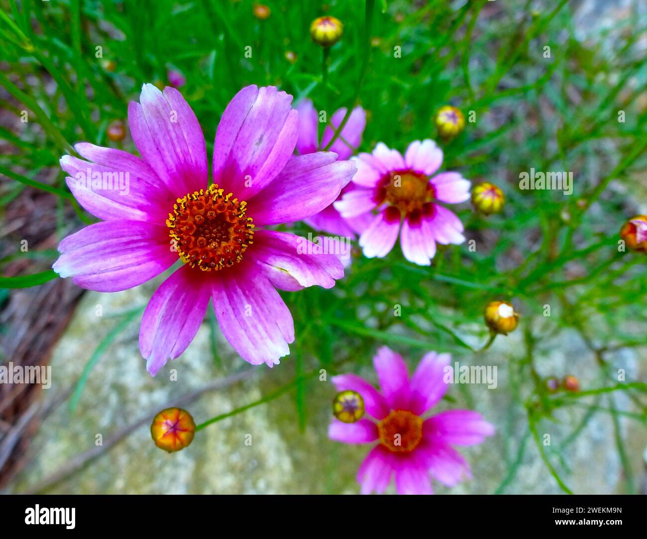 Gateflowers hi-res stock photography and images - Alamy