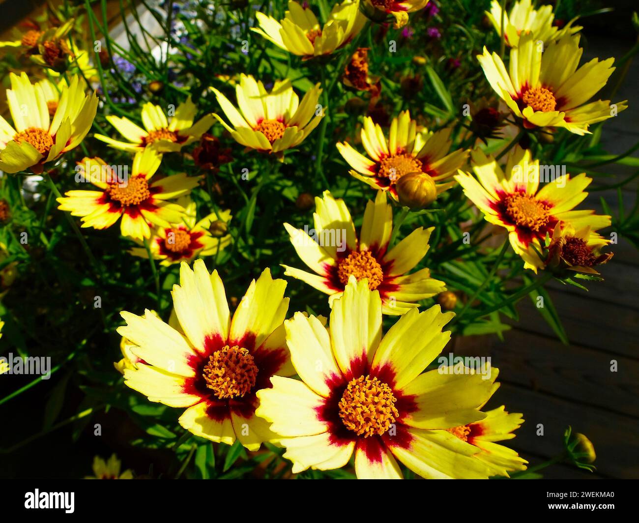A vibrant assortment of yellow Coreopsis 'Redshift' tickseed flowers ...