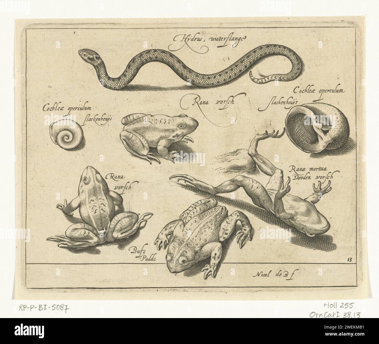 Waterslang, frogs and toads, Nicolaes de Bruyn, 1581 - 1656 print Water ...