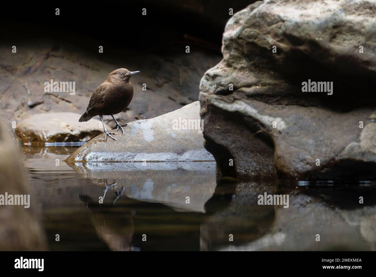 Brown Dipper, Cinclus pallasii, bird sitting on a rock close to the ...