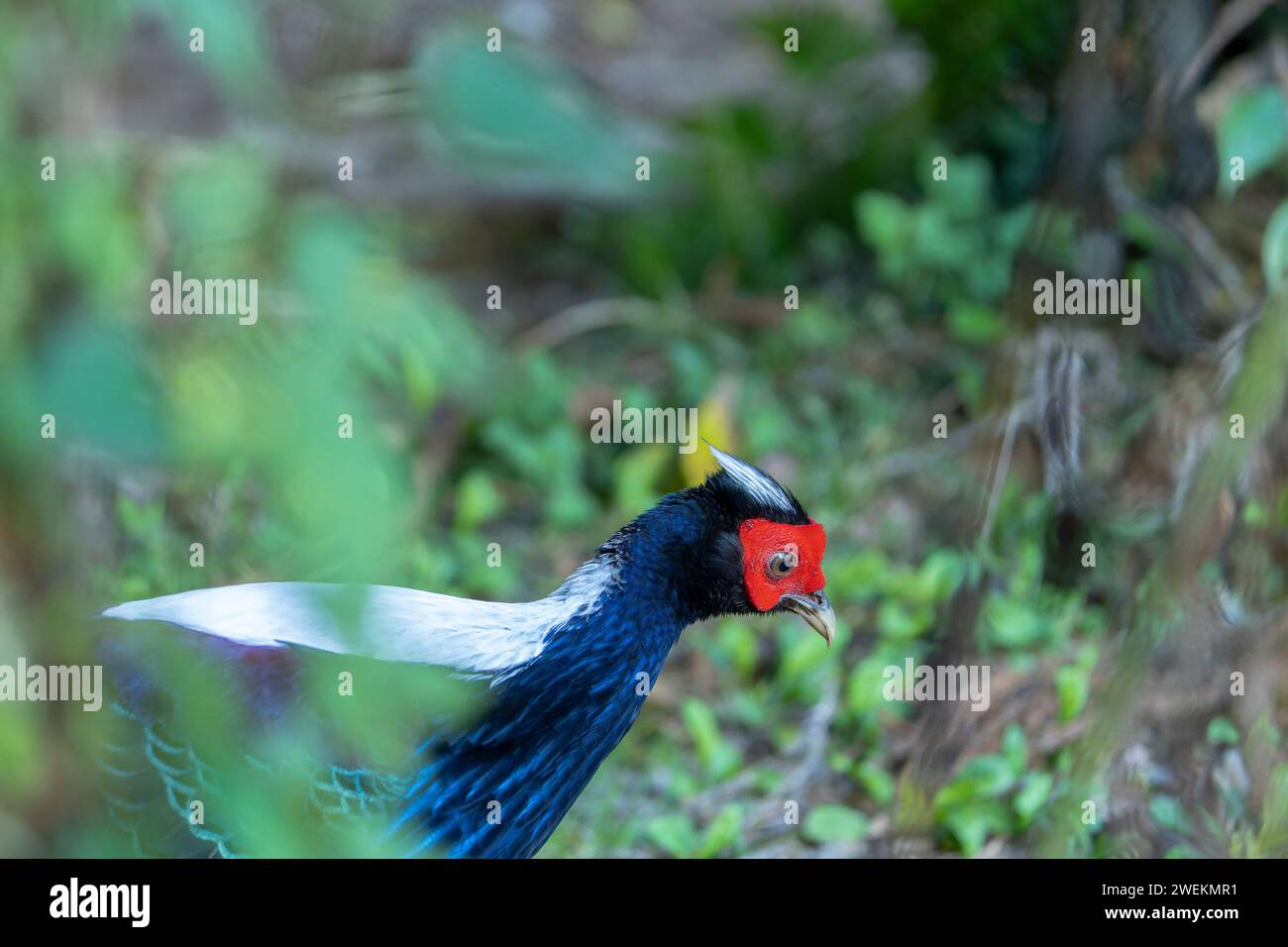 Unique fauna of taiwan hi-res stock photography and images - Alamy
