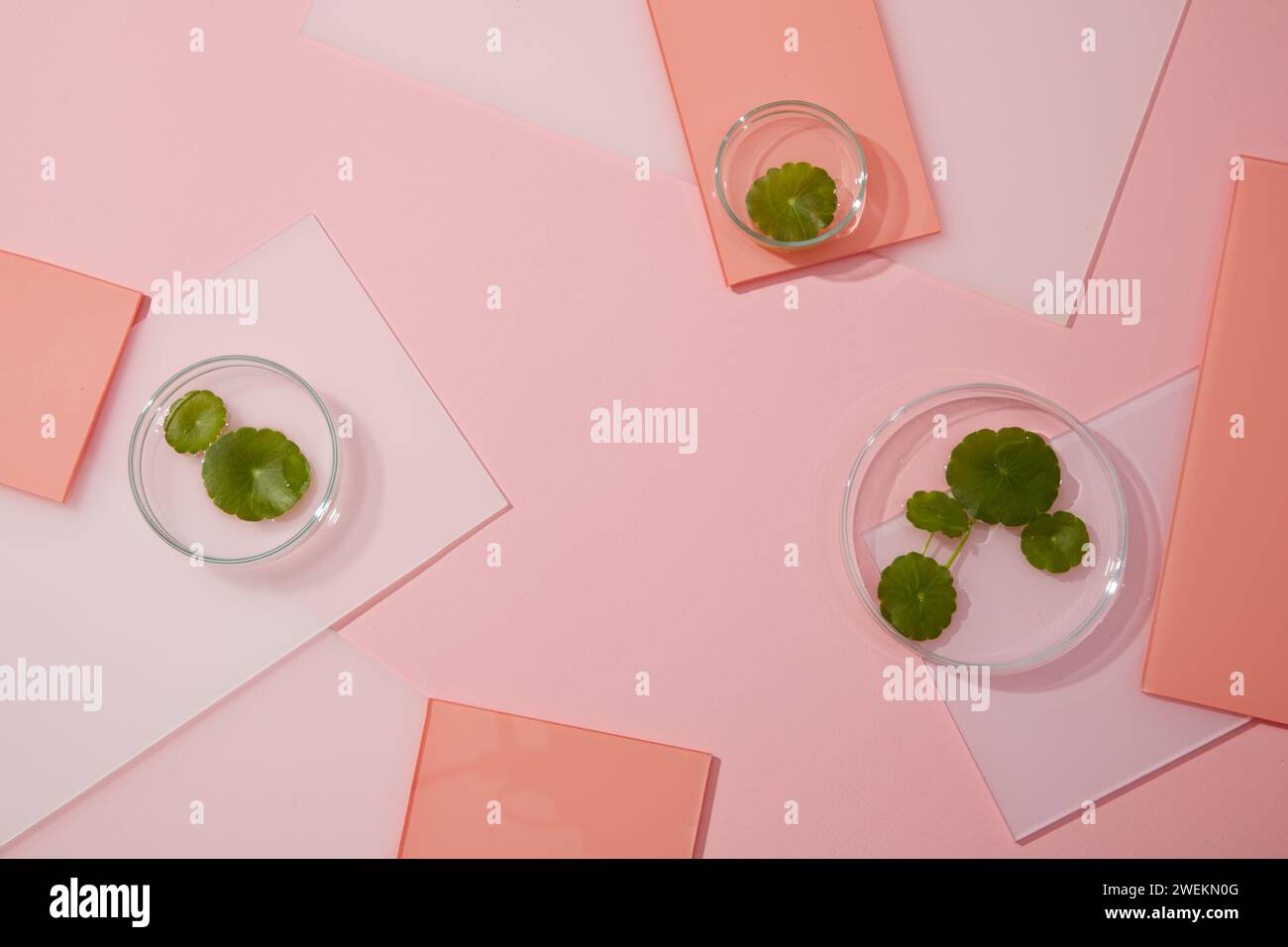 Top view of gotu kola in petri dish and acrylic sheets on pink ...