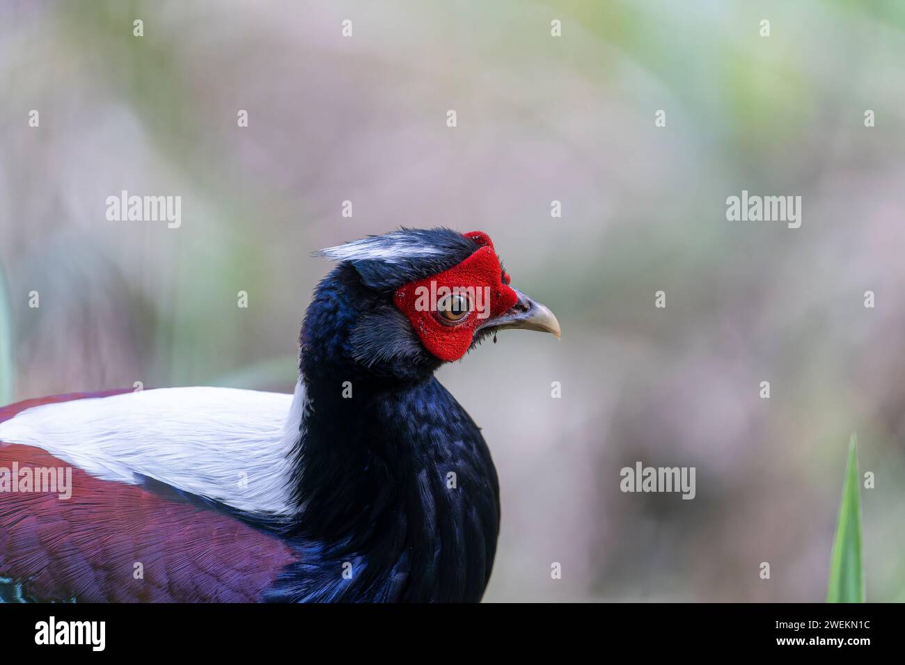 Unique fauna of taiwan hi-res stock photography and images - Alamy