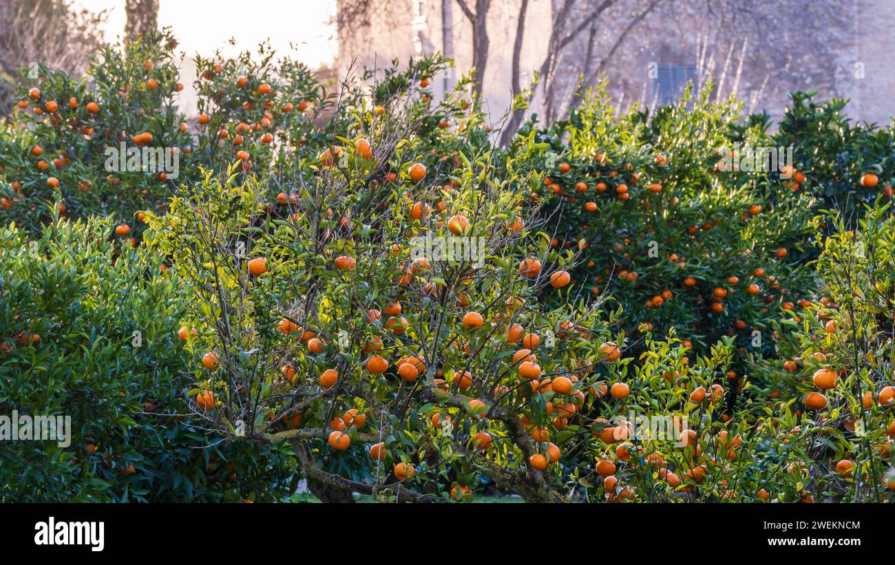 orange orchard, Randa, municipality of Algaida, Majorca, Balearic ...