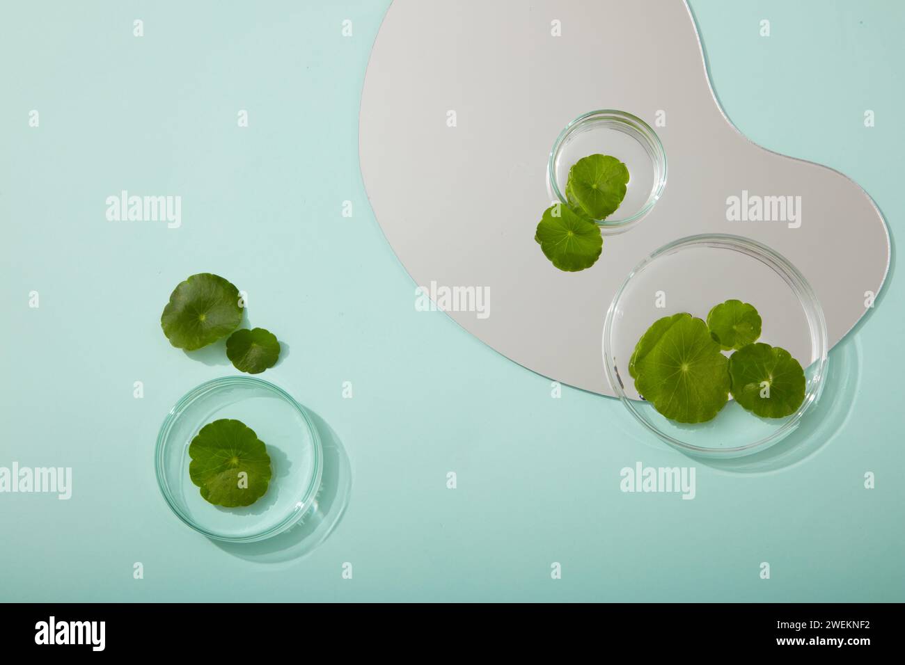 Scene for a product commercial featuring gotu kola component - fresh ...