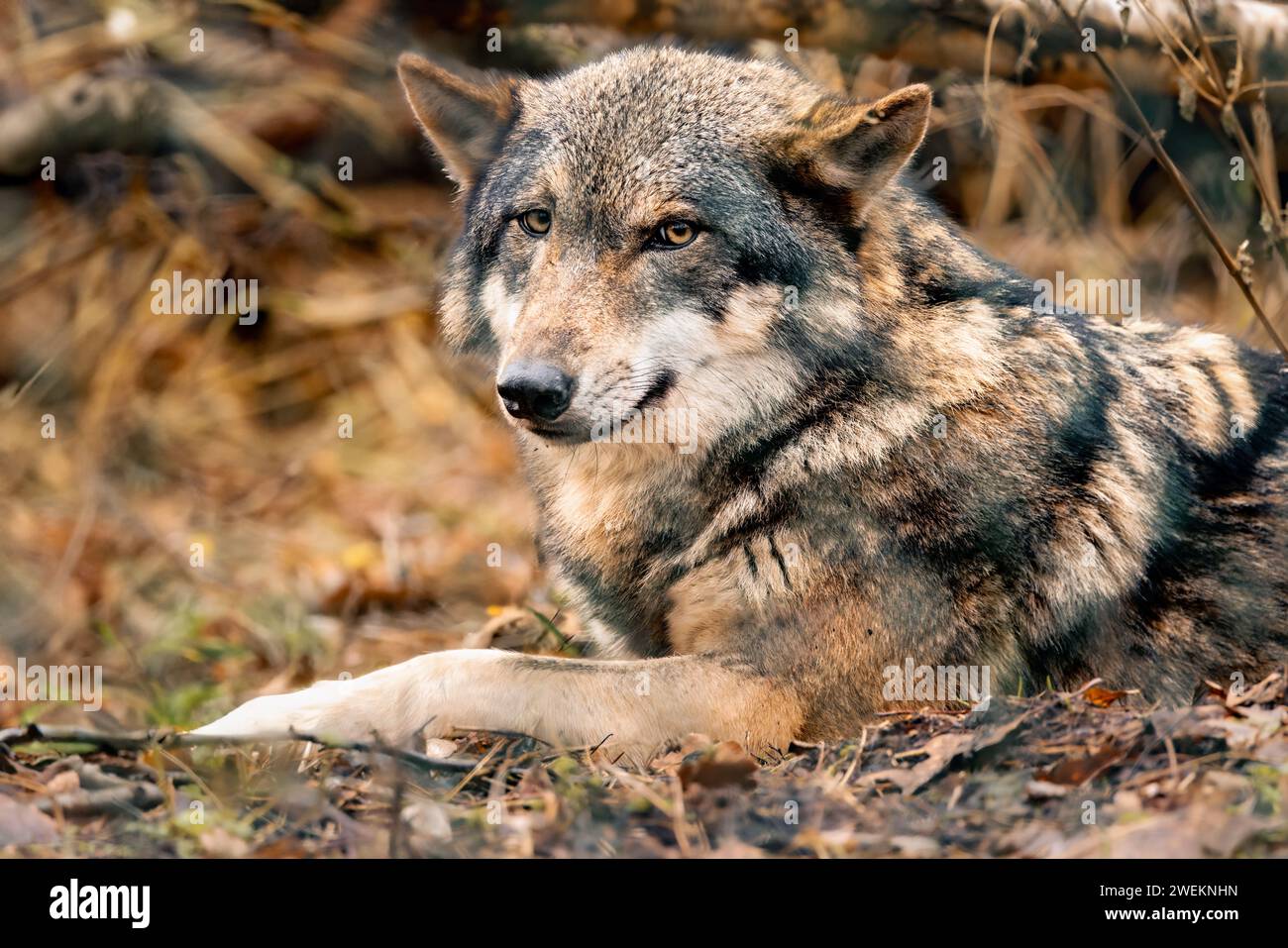 Leaves for wildlife hi-res stock photography and images - Alamy