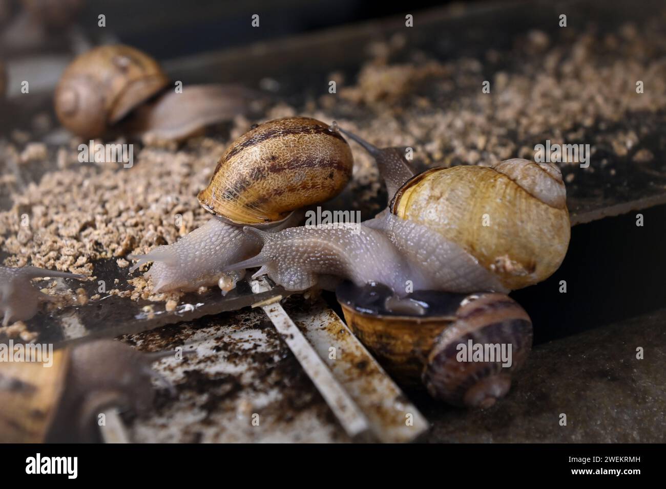 Olomouc, Czech Republic. 25th Jan, 2024. Farm engaged in controlled ...