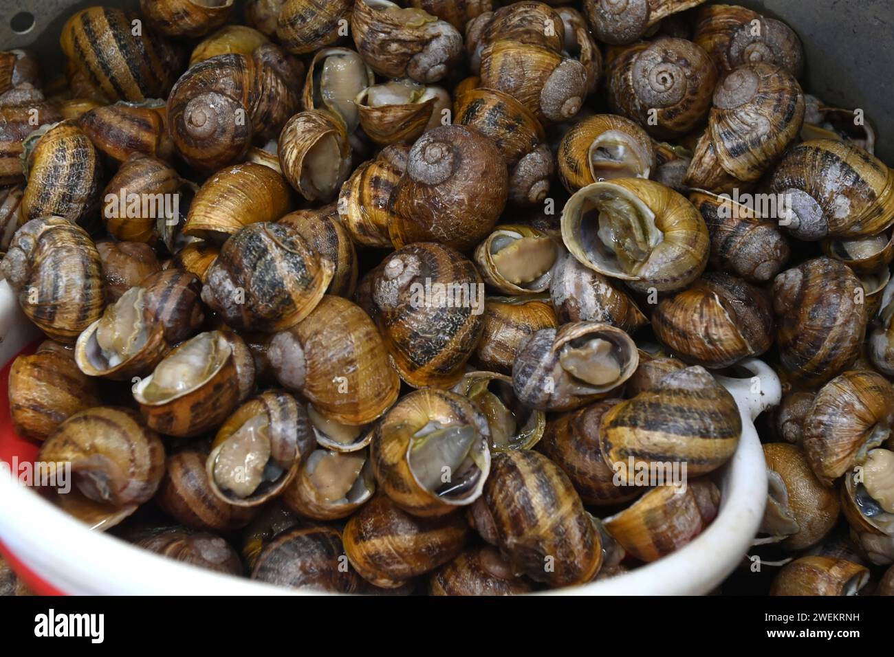 Olomouc, Czech Republic. 25th Jan, 2024. Farm engaged in controlled ...
