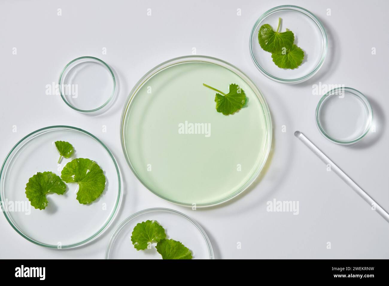 Some petri dish containing fresh gotu kola leaves and liquid on white ...