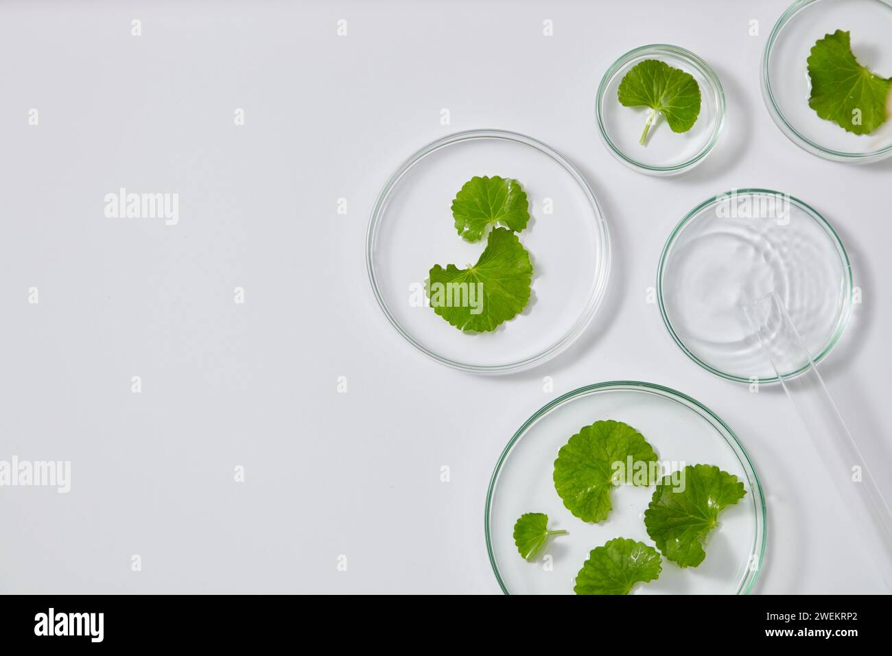 Fresh gotu kola in petri dish displayed on white background. Space for ...
