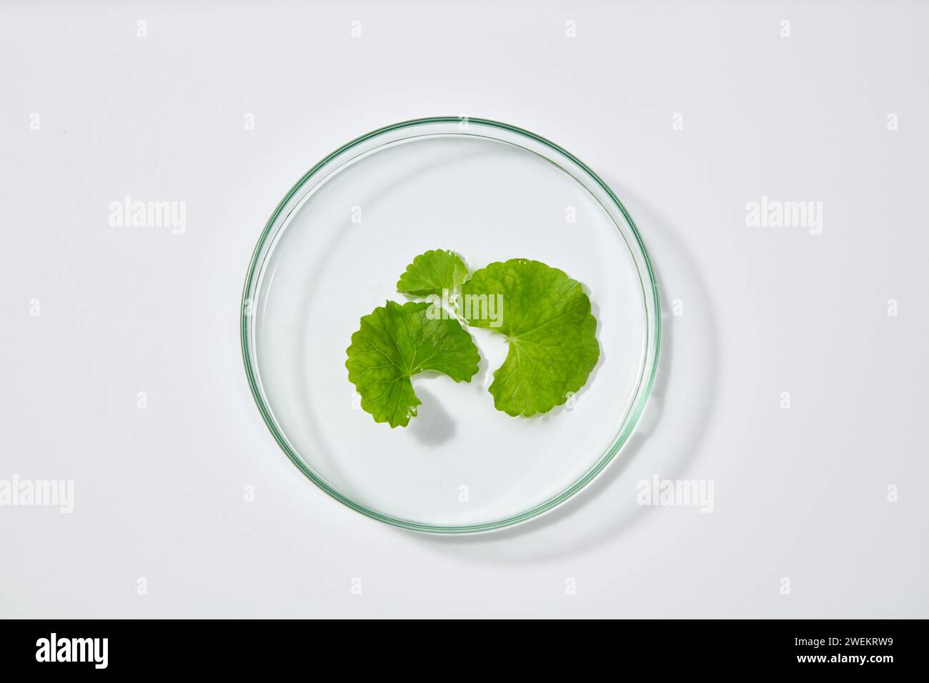 Template for branding cosmetics from gotu kola ingredient - Glass petri ...
