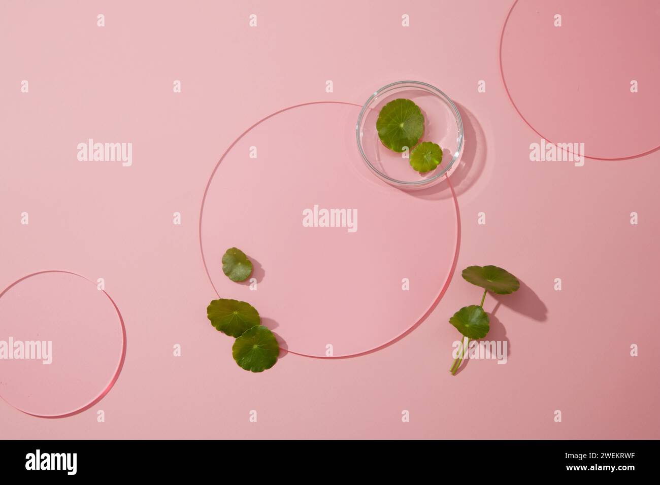 Blank space in pink background with gotu kola leaves, petri dish and ...