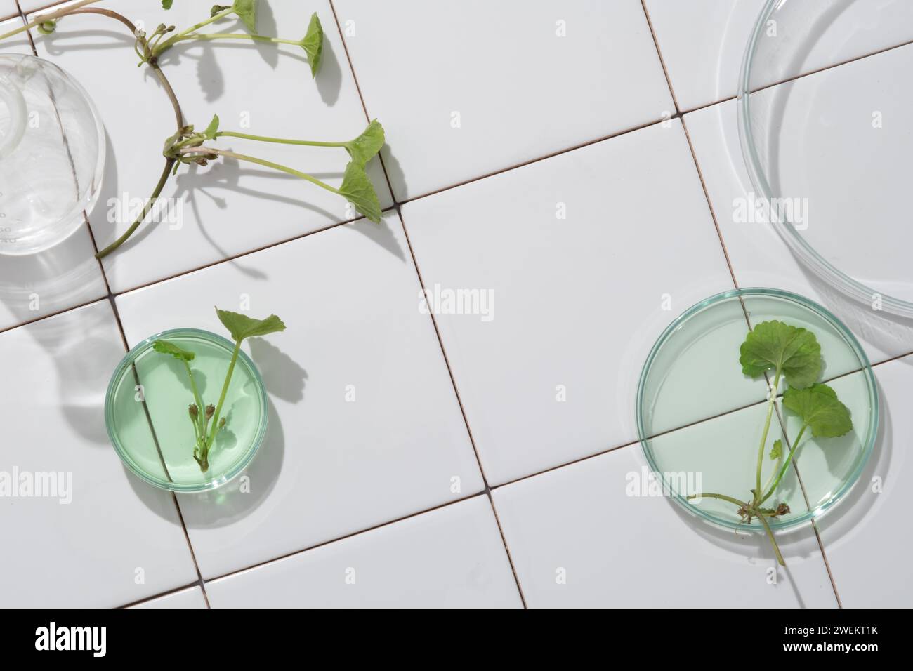 Top view of gotu kola leaves decorated petri dish and blank space on ...