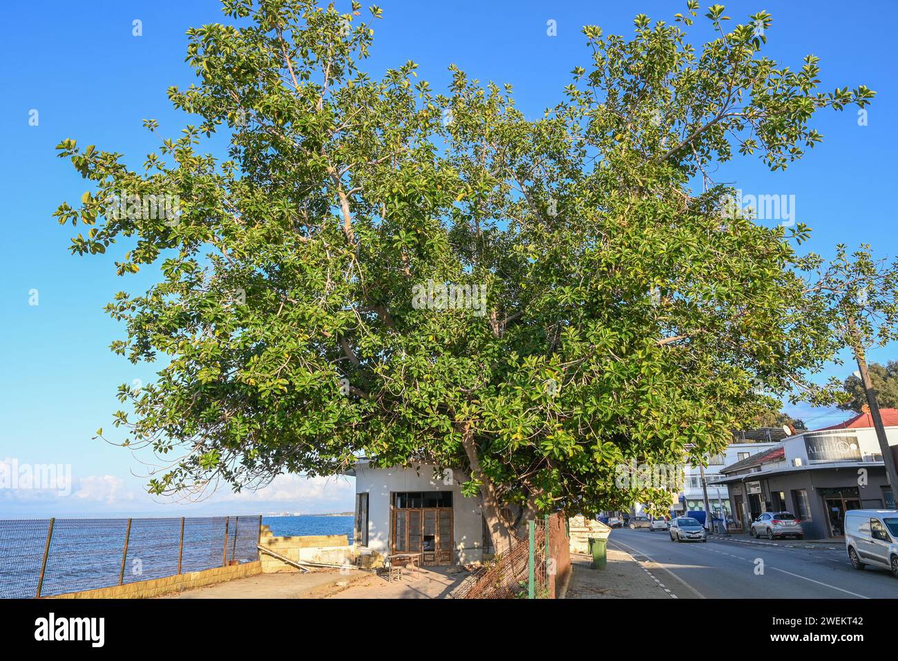 Botany moraceae black hi-res stock photography and images - Alamy