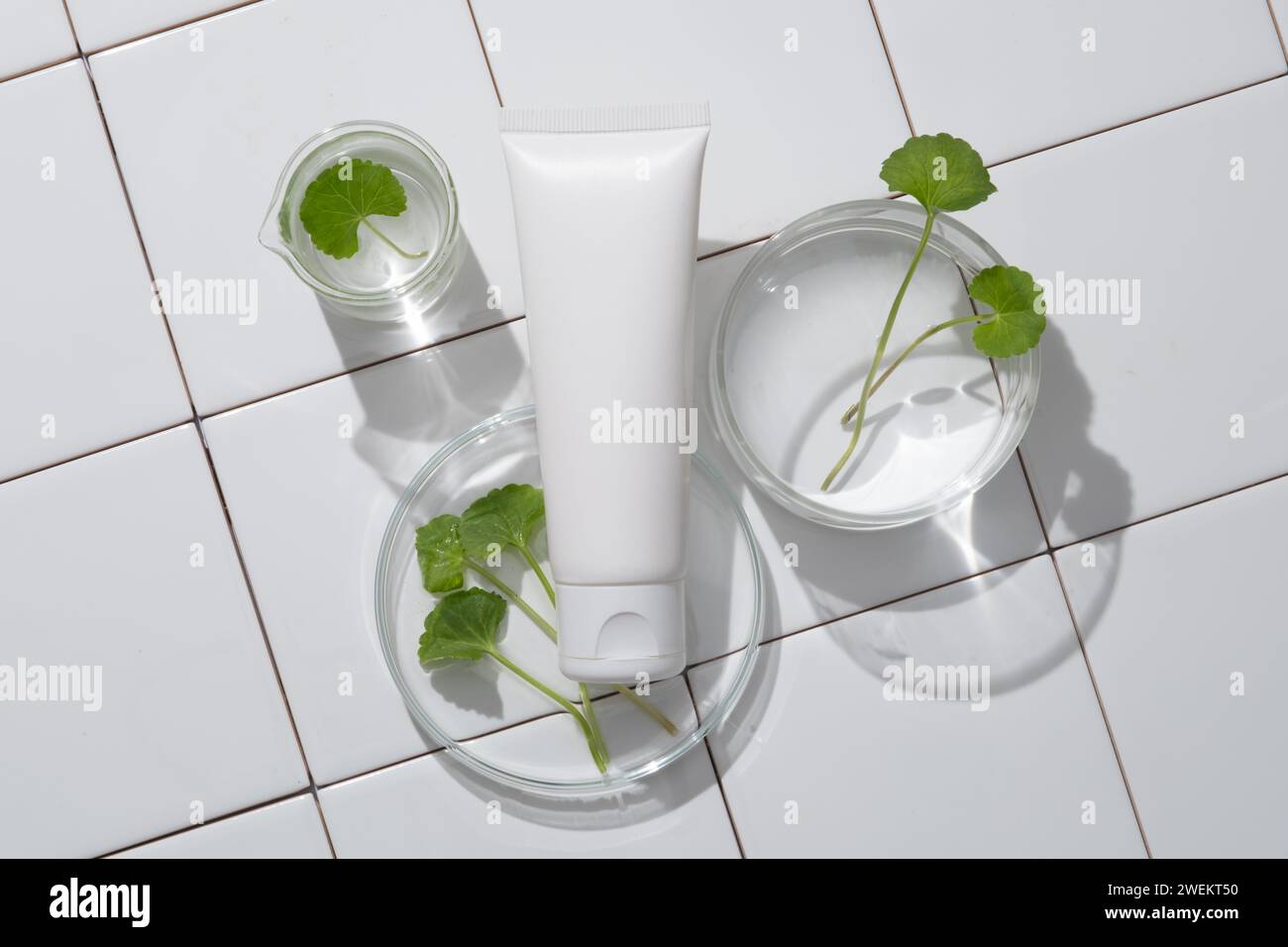 Plastic tube placed on petri dish and beaker containing liquid and gotu ...