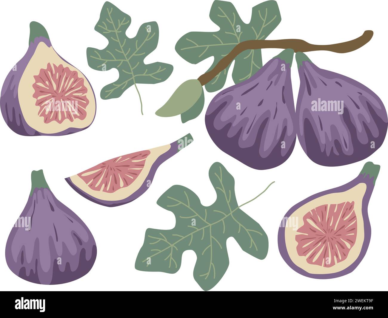 Hand drawn stylized figs set Stock Vector Image & Art - Alamy