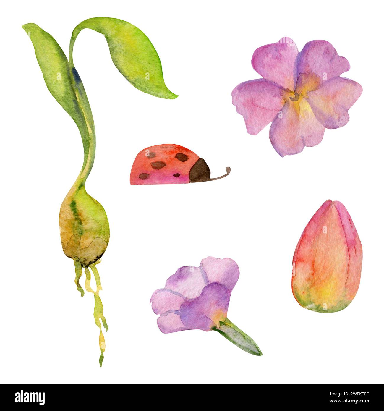 Hand drawn watercolor illustration spring gardening flowers and leaves ...