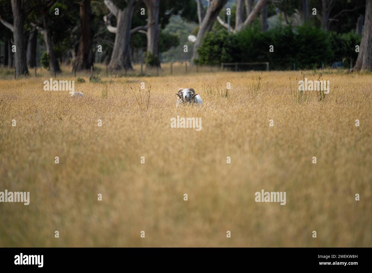 Agricultural farm practicing regenerative farmer, with sheep grazing in ...
