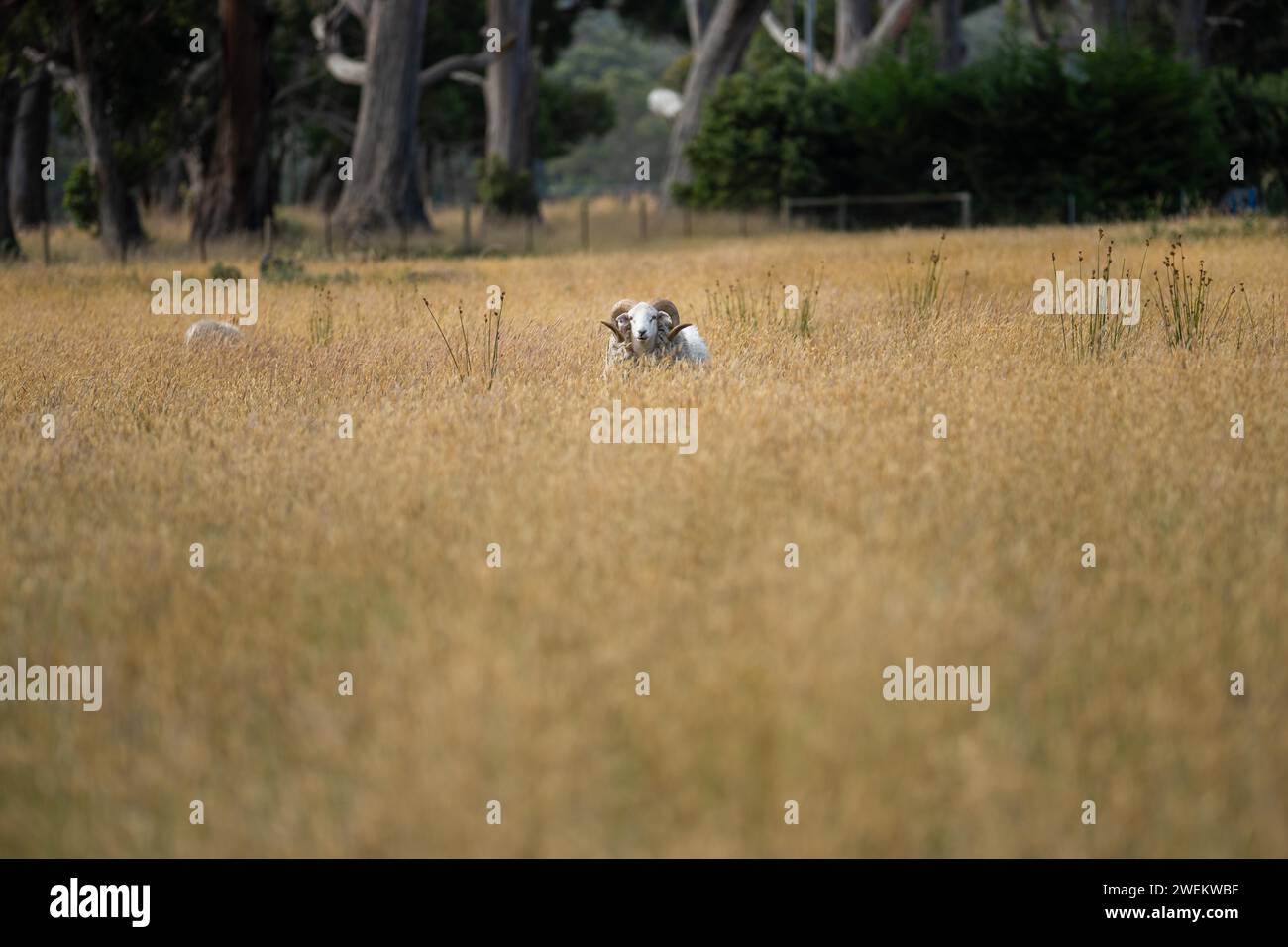 Agricultural farm practicing regenerative farmer, with sheep grazing in ...