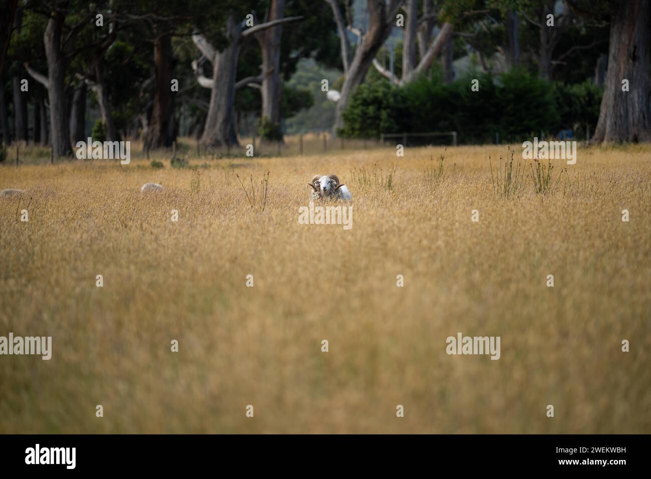 Agricultural farm practicing regenerative farmer, with sheep grazing in ...
