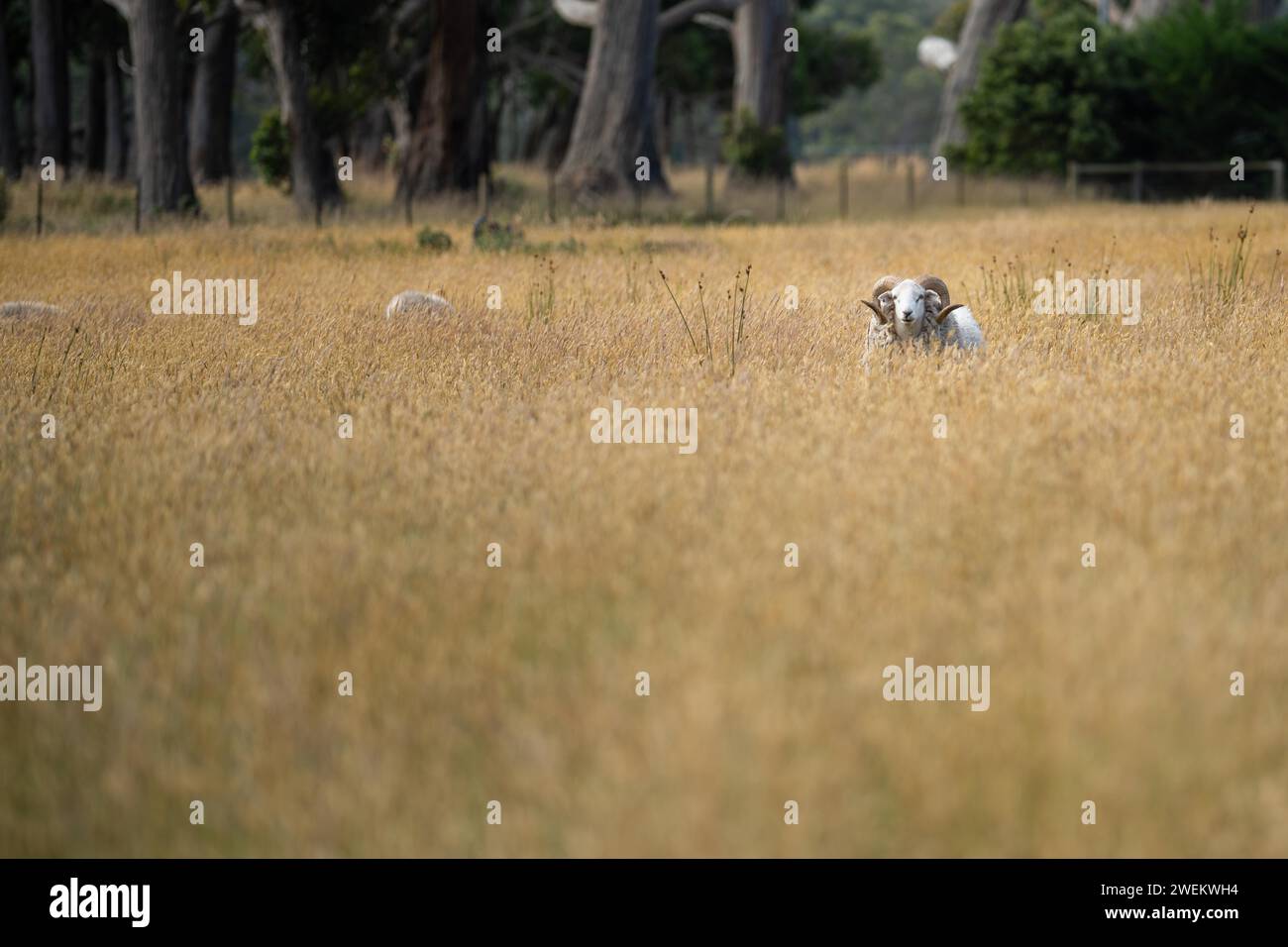 Agricultural farm practicing regenerative farmer, with sheep grazing in ...