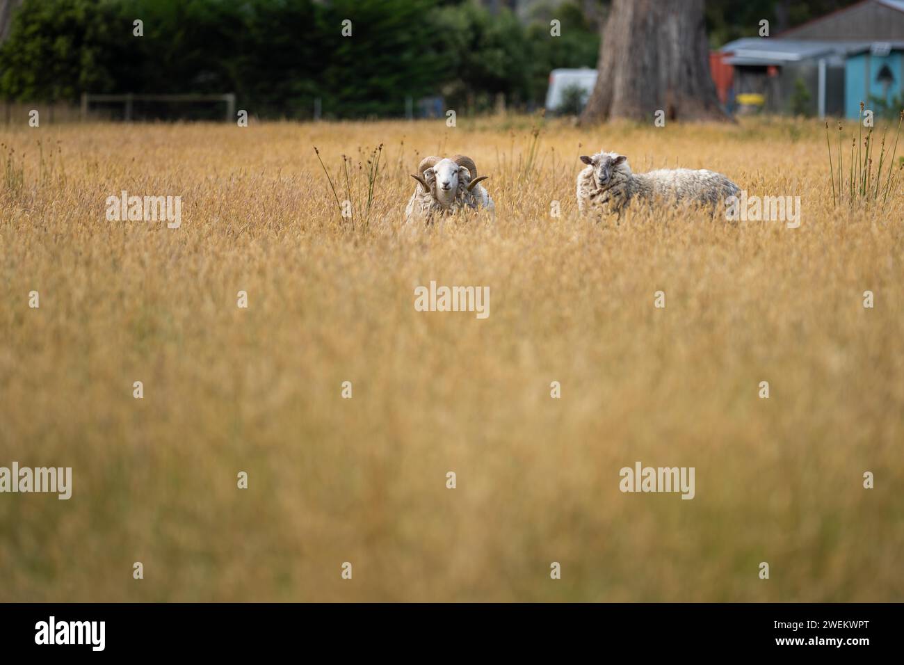 Agricultural farm practicing regenerative farmer, with sheep grazing in ...