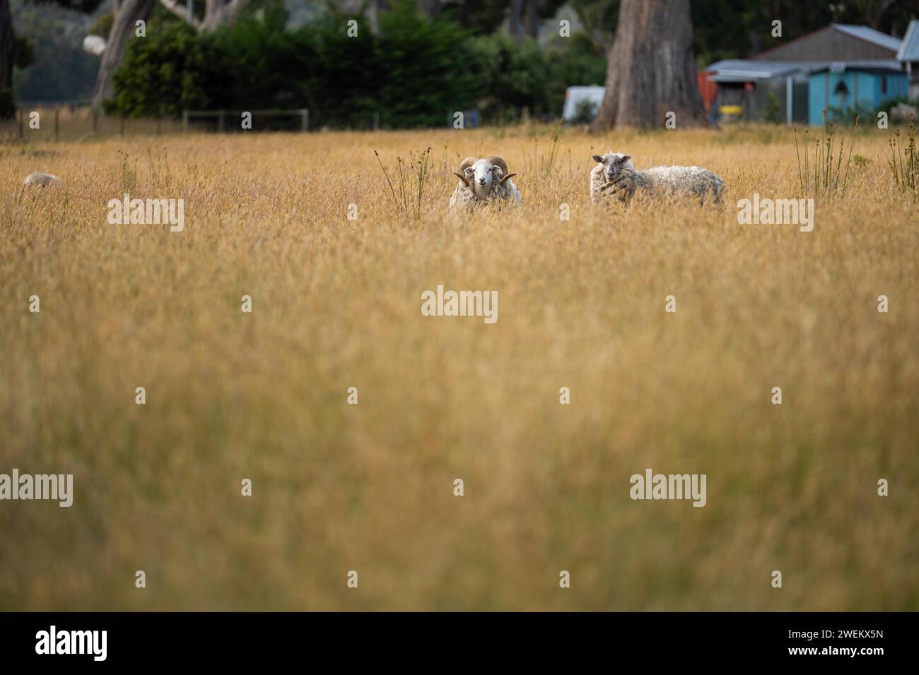 Agricultural farm practicing regenerative farmer, with sheep grazing in ...