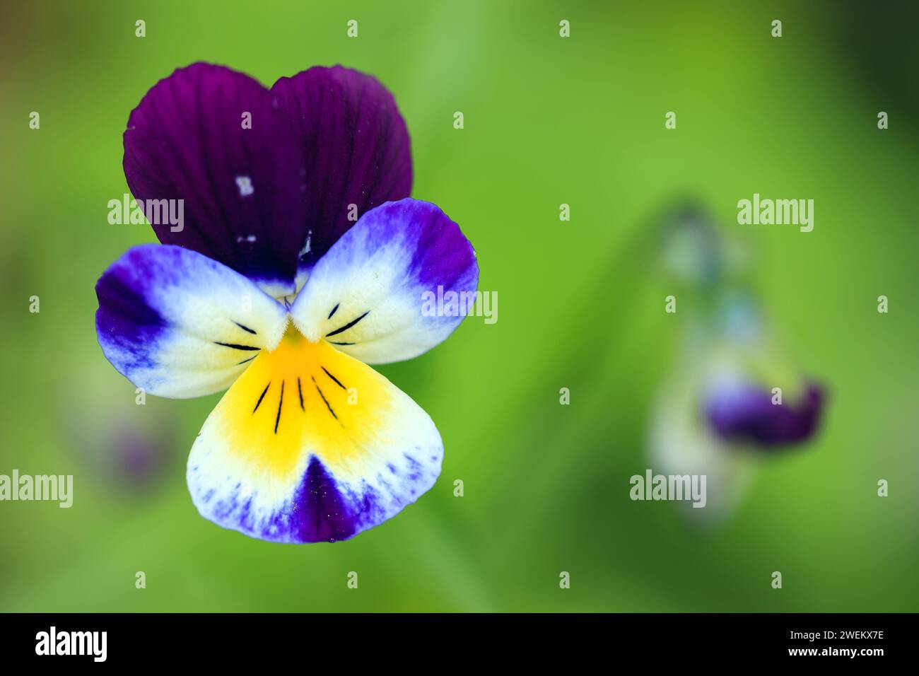 Viola tricolor wild hi-res stock photography and images - Alamy