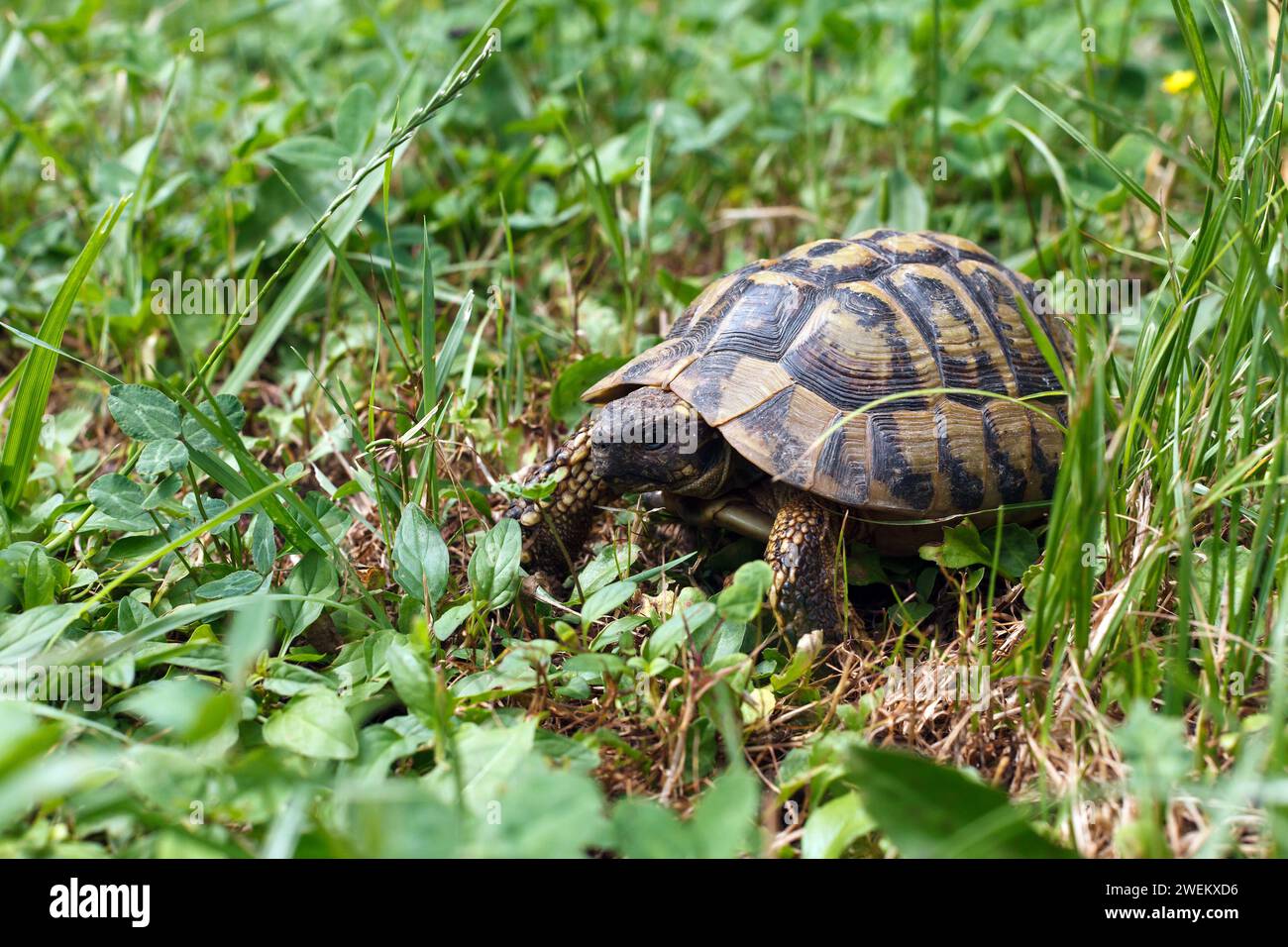 Hermann's Tortoise (Testudo Hermanni) Turtle in a Meadow in the Balkans ...