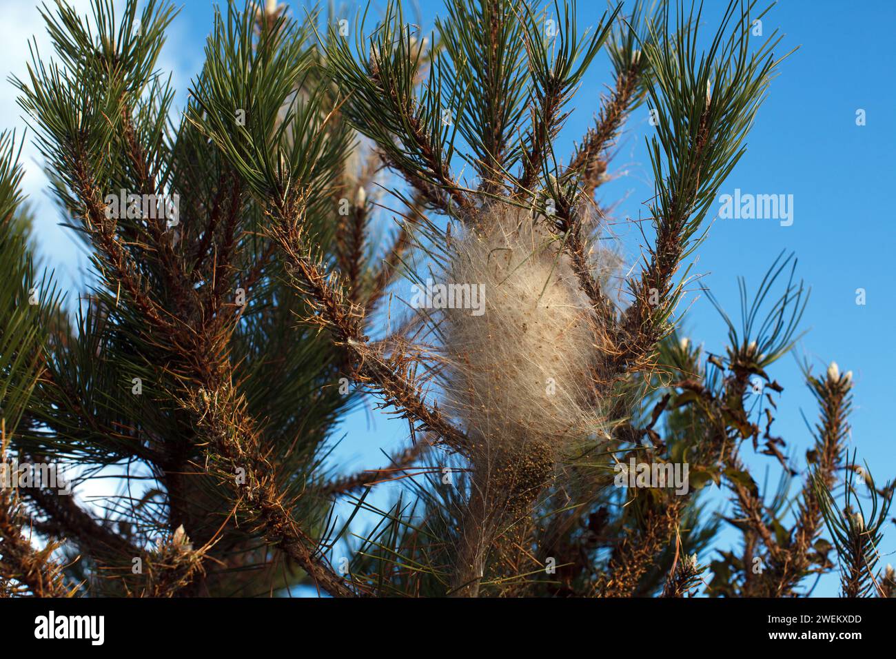 Tree in slovenia hi-res stock photography and images - Alamy