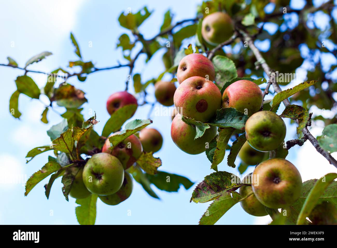 Organic Apples from Old Apple Trees in Slovenia Stock Photo - Alamy