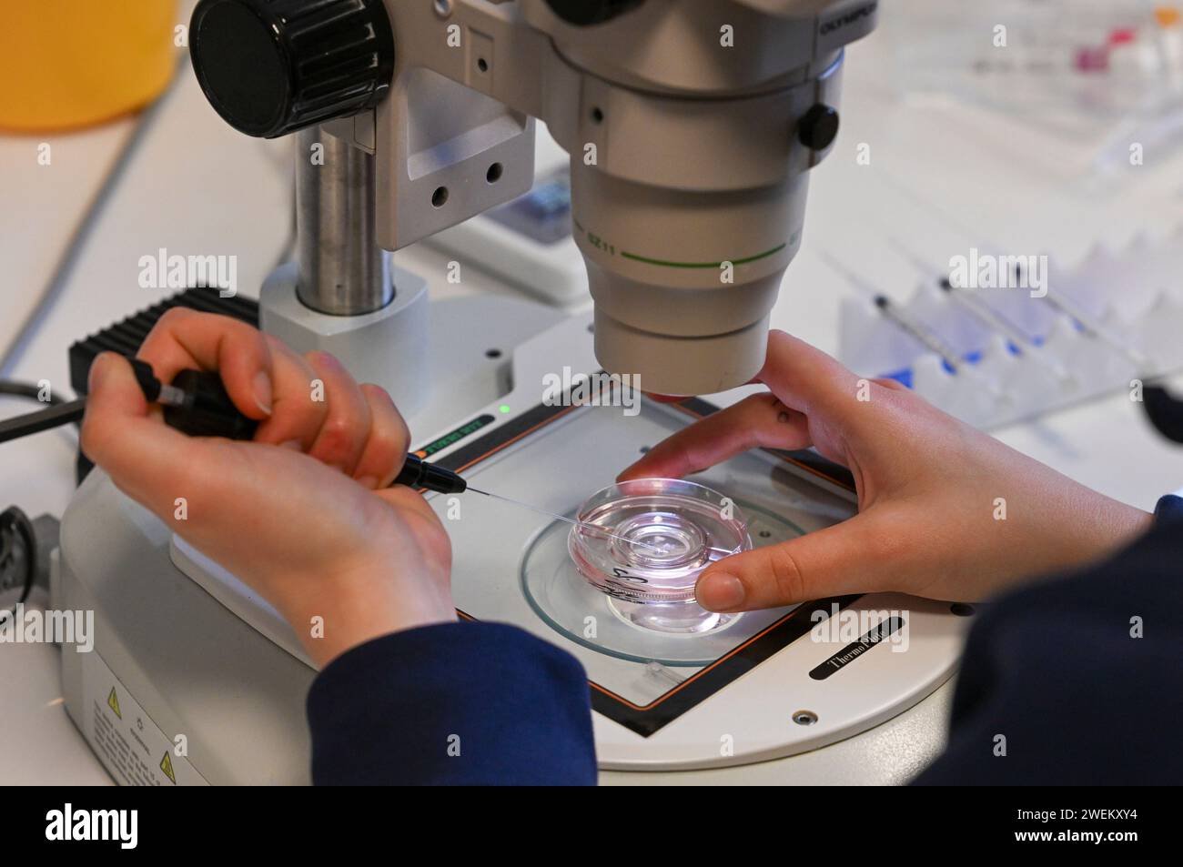 Berlin, Germany. 17th Jan, 2024. In the cell laboratory at the ...