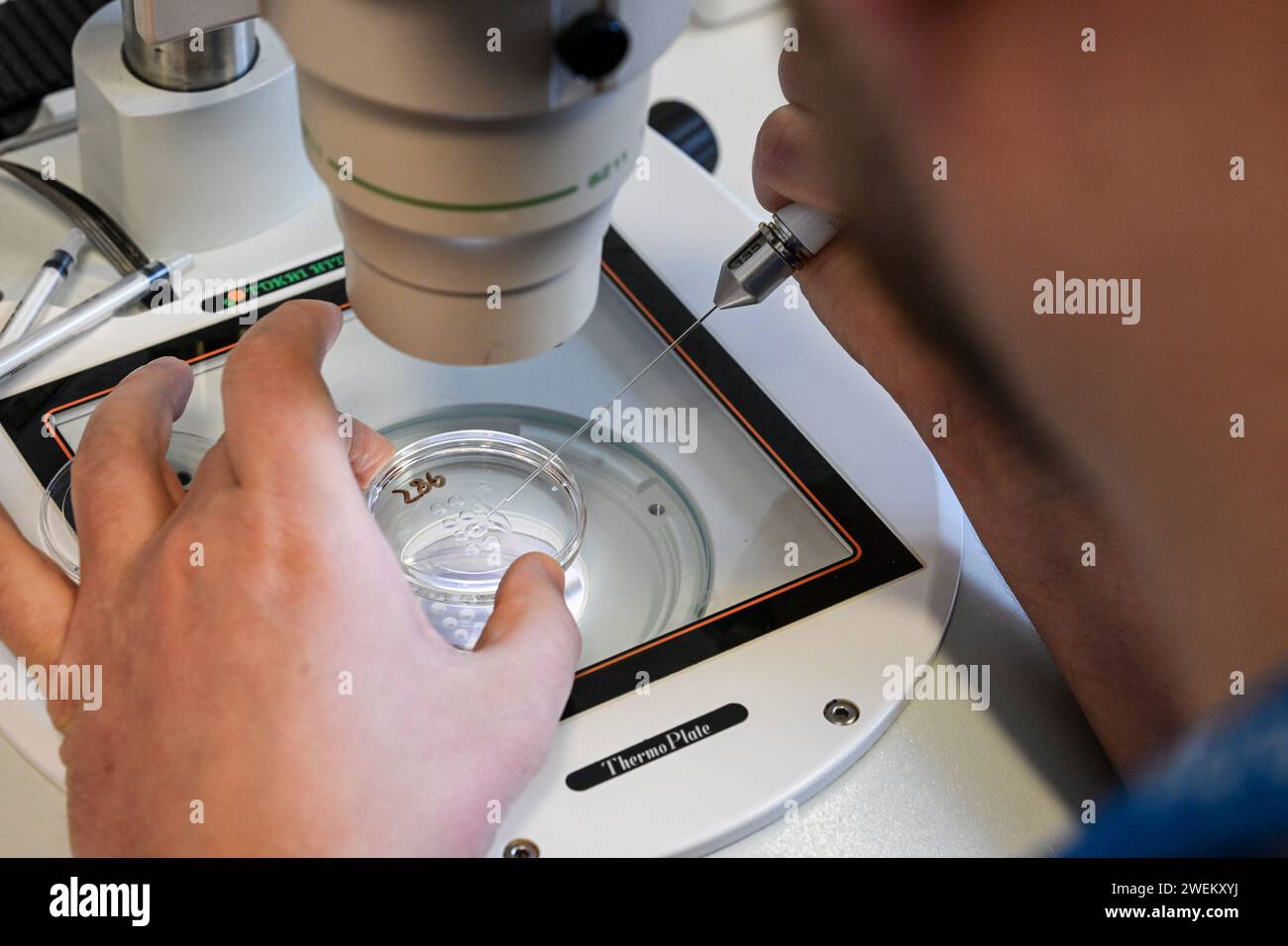 Berlin, Germany. 17th Jan, 2024. In the cell laboratory at the ...