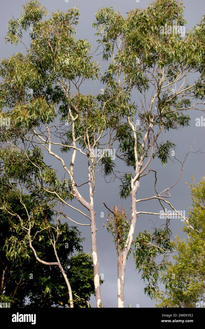Spotted gum hi-res stock photography and images - Alamy