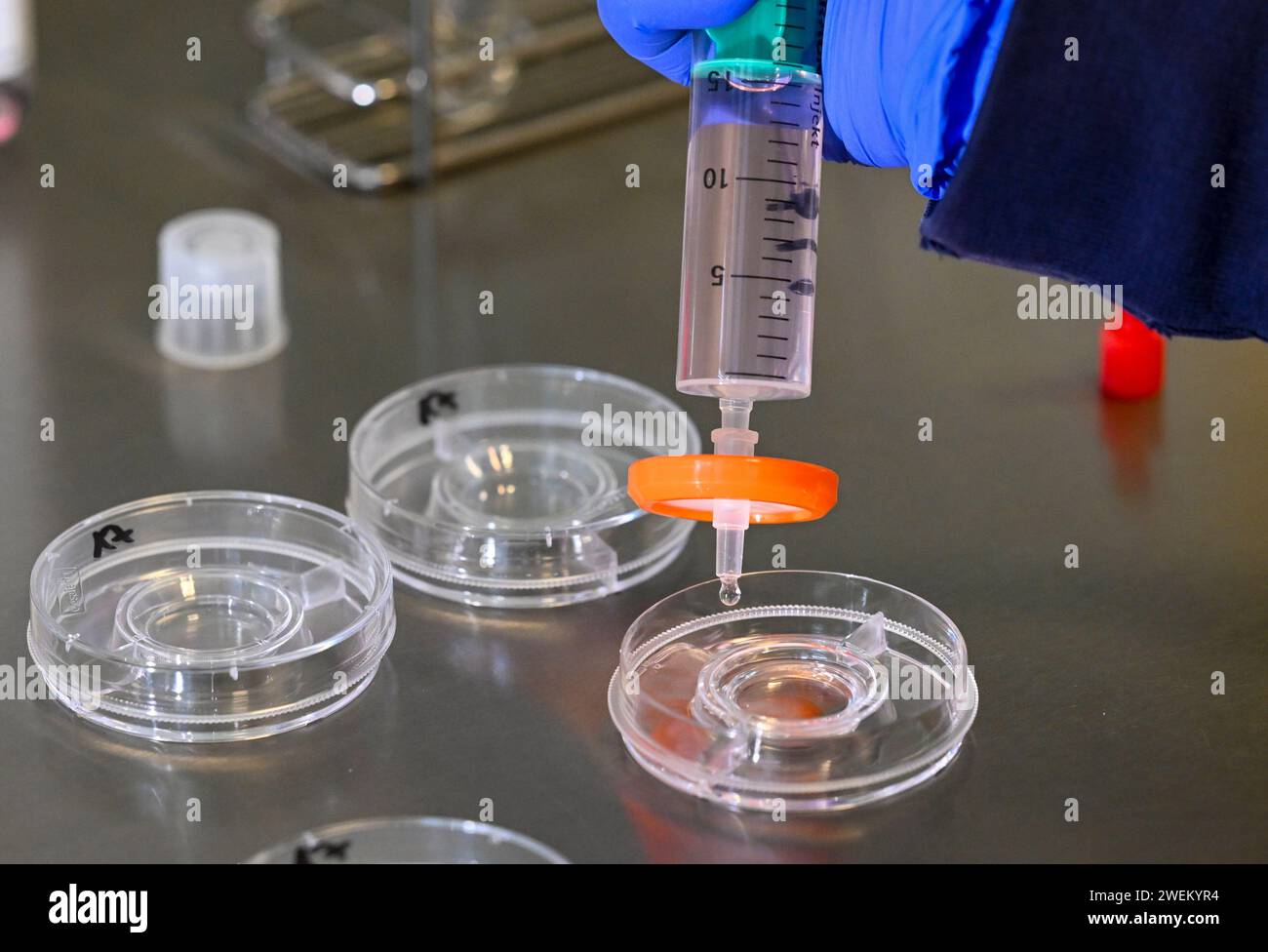 Berlin, Germany. 17th Jan, 2024. In the cell laboratory, culture dishes ...