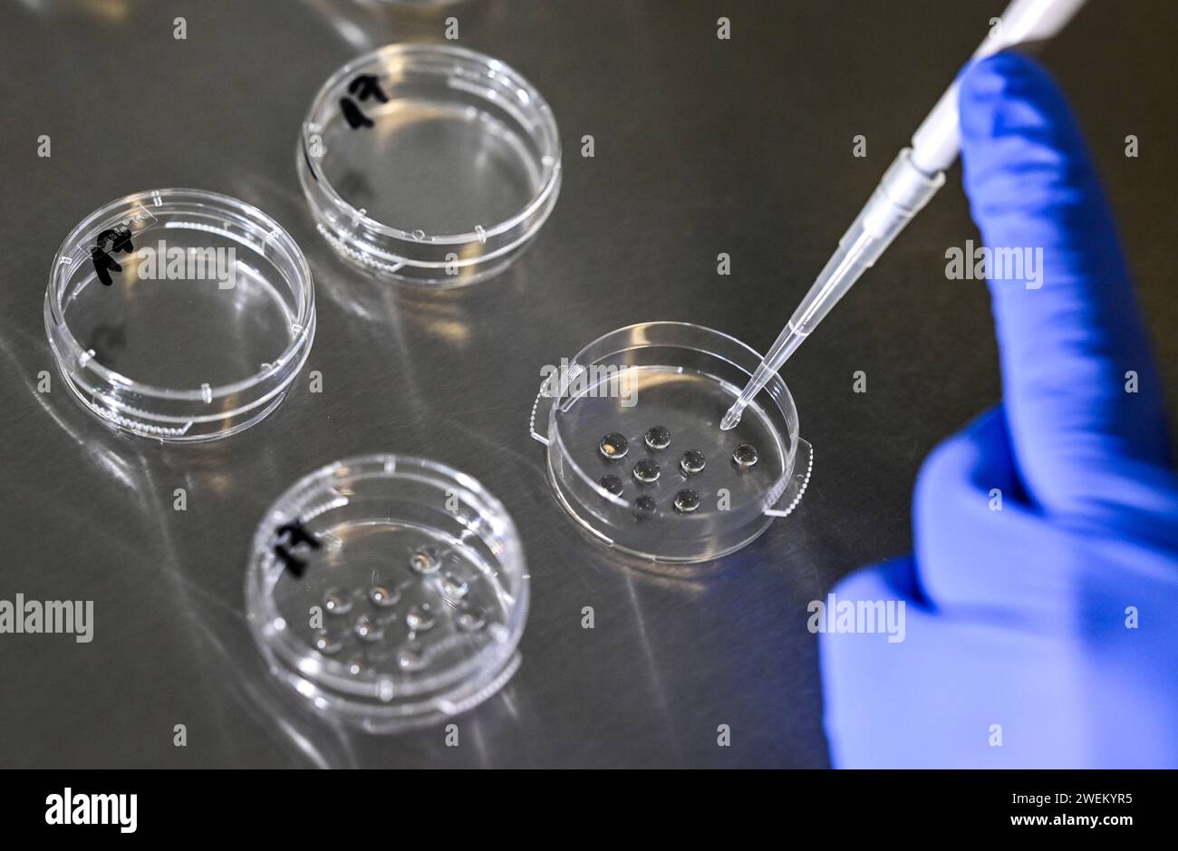 Berlin, Germany. 17th Jan, 2024. In the cell laboratory, culture dishes ...