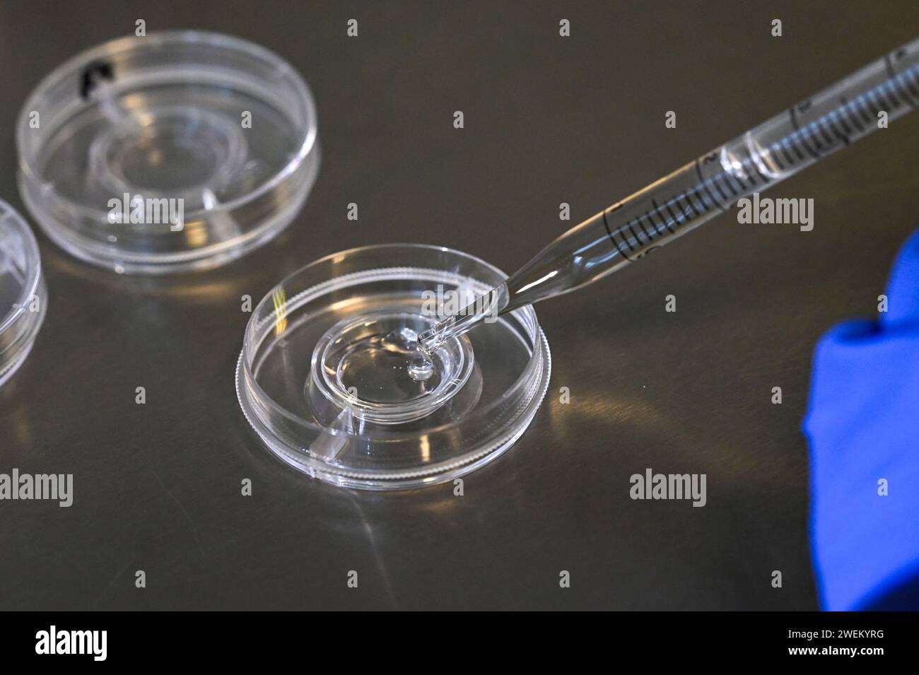 Berlin, Germany. 17th Jan, 2024. In the cell laboratory, culture dishes ...
