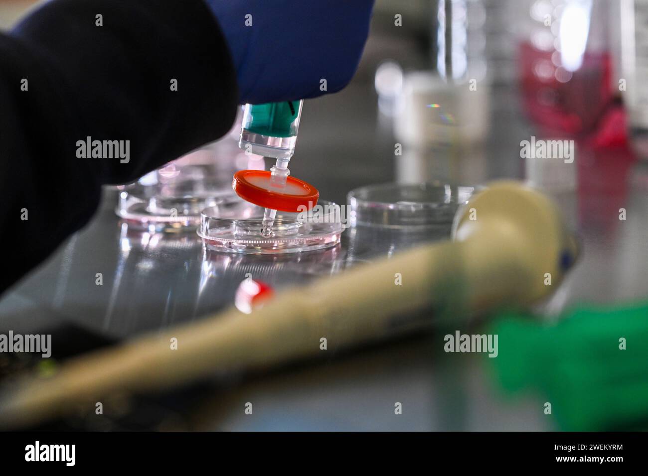 Berlin, Germany. 17th Jan, 2024. In the cell laboratory, culture dishes ...