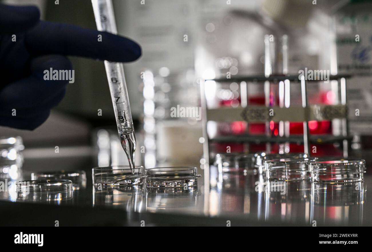 Berlin, Germany. 17th Jan, 2024. In the cell laboratory, culture dishes ...