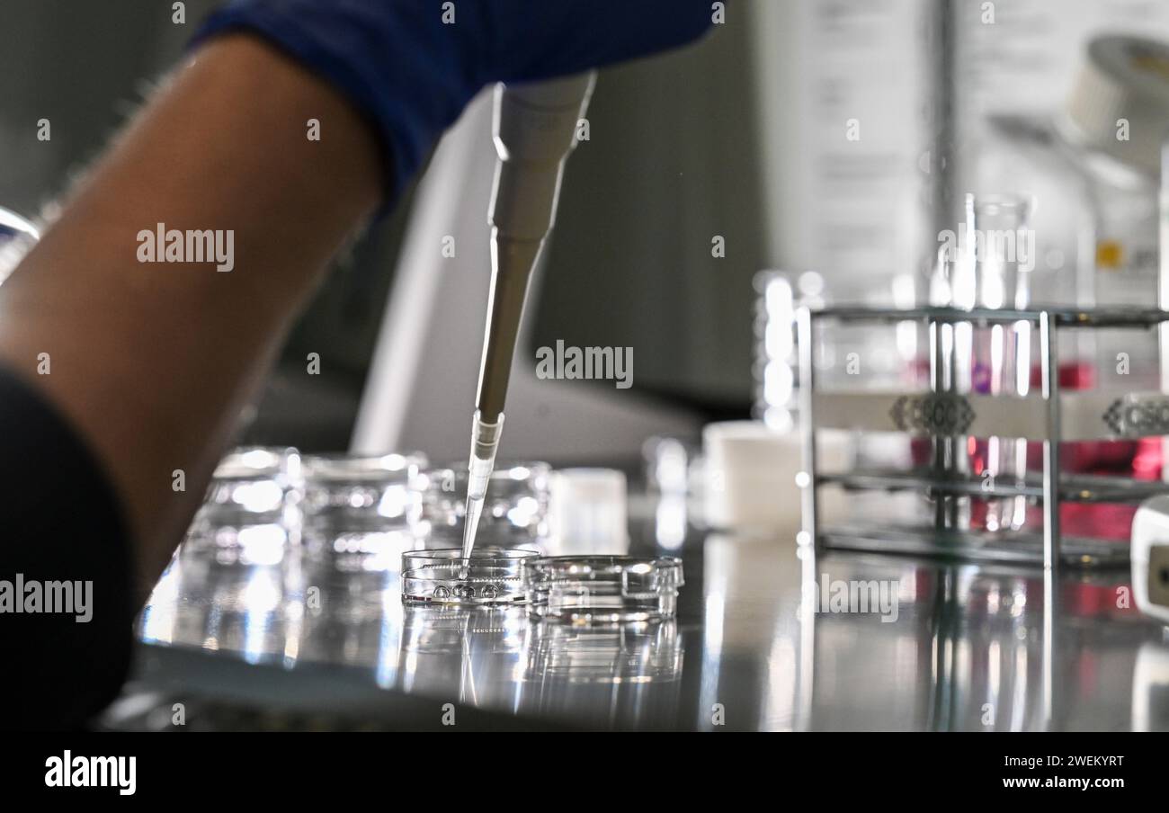 Berlin, Germany. 17th Jan, 2024. In the cell laboratory, culture dishes ...