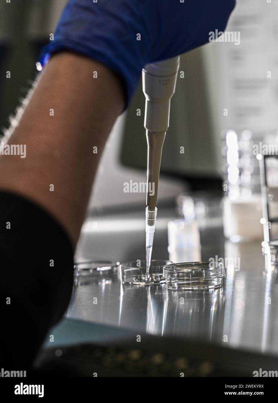 Berlin, Germany. 17th Jan, 2024. In the cell laboratory, culture dishes ...