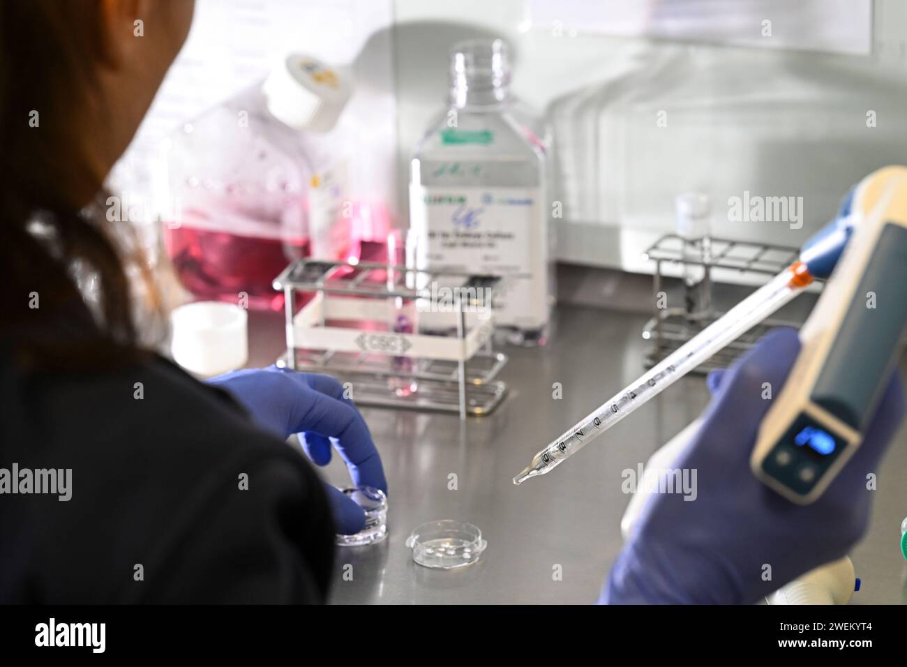 Berlin, Germany. 17th Jan, 2024. In the cell laboratory, culture dishes ...