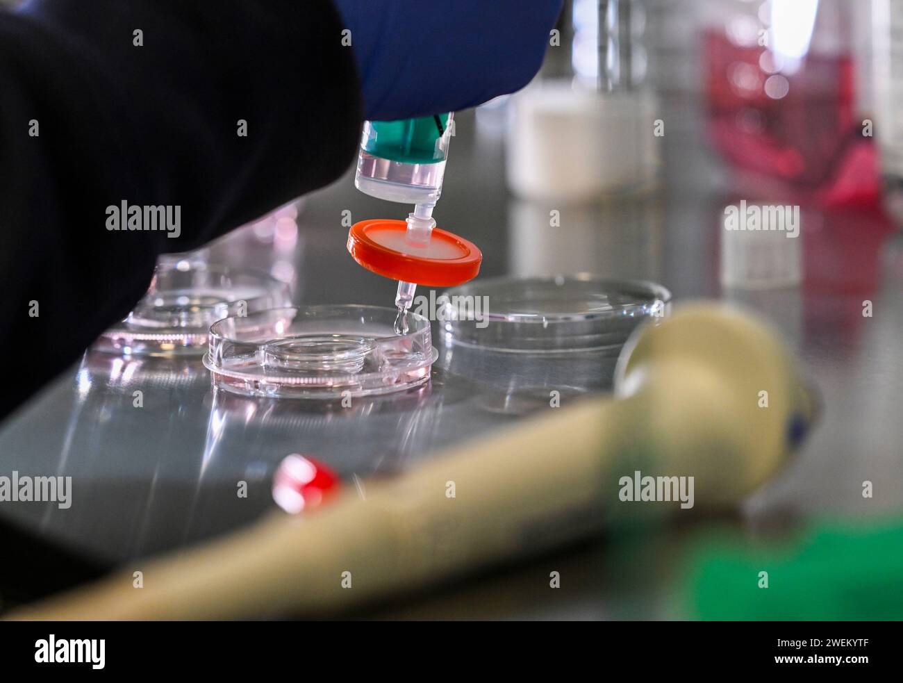 Berlin, Germany. 17th Jan, 2024. In the cell laboratory, culture dishes ...