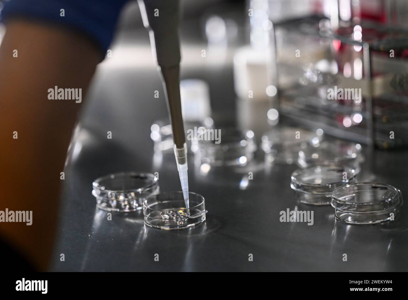 Berlin, Germany. 17th Jan, 2024. In the cell laboratory, culture dishes ...