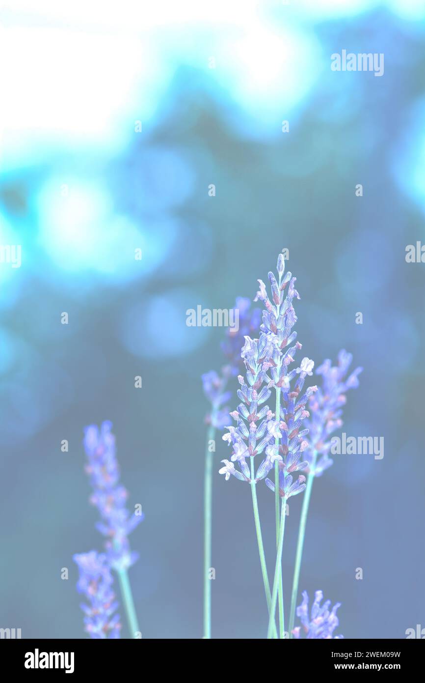 Delicate colors of hi-res stock photography and images - Alamy